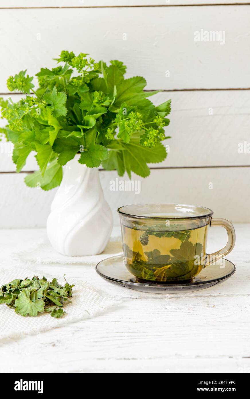 Alchemilla vulgaris, common lady's mantle medicinal herbal tea in clear ...