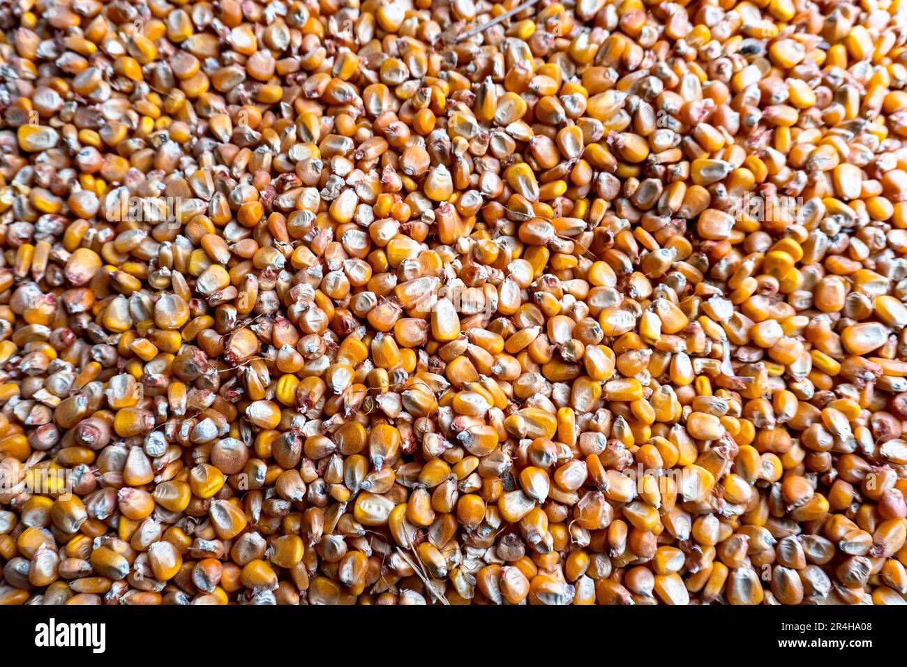Yellow corn field with corn texture Stock Photo - Alamy
