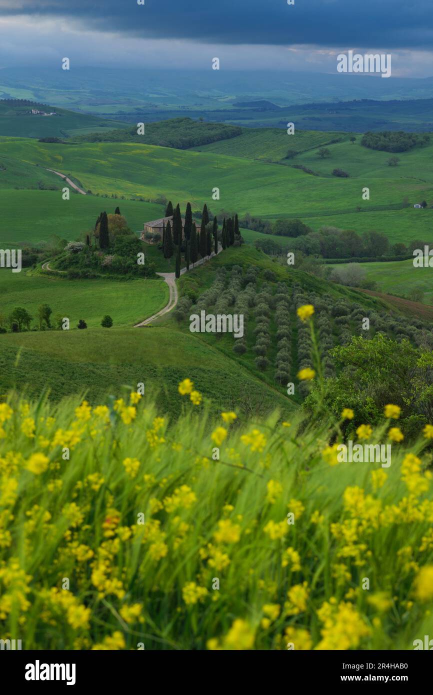 Tuscany fields in springtime, sunrise foggy mood,, Val d'Orca, Pienza ...