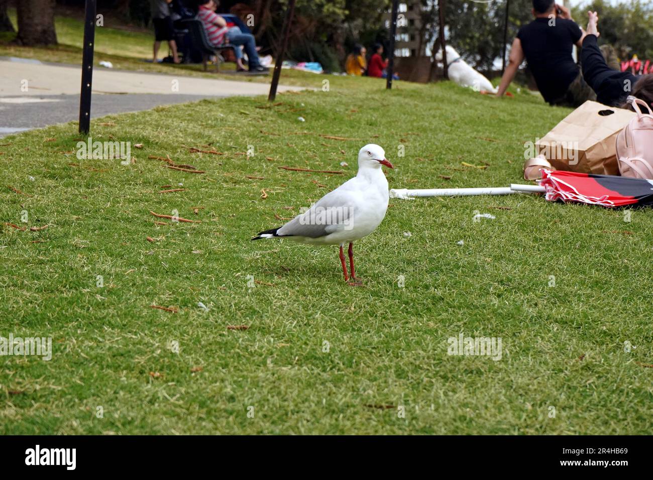 A seagull at south Cronulla park, Sydney Stock Photo - Alamy