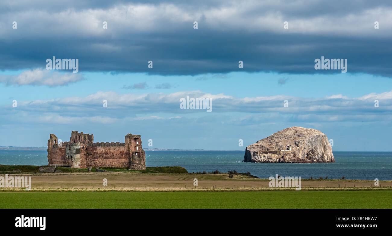 Bass Rock gannet seabird colony in the Firth of Forth in sunshine with ...
