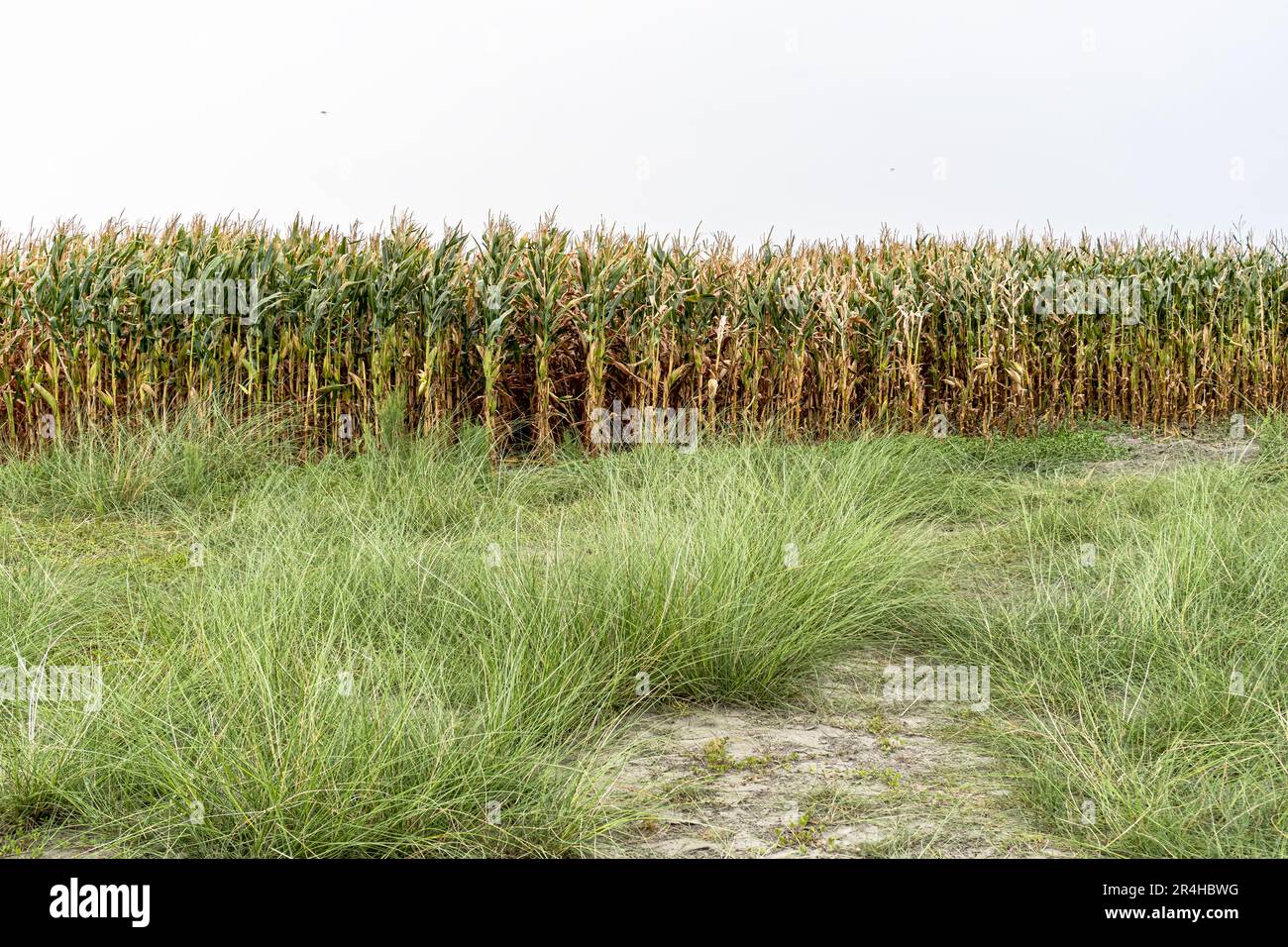 The scientific name is Zea Mays. The corn or maize in the sweet corn ...