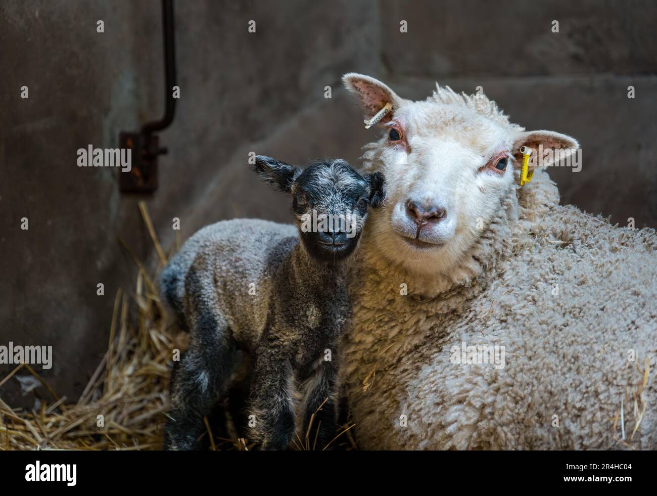 Sheep in a stable hi-res stock photography and images - Alamy