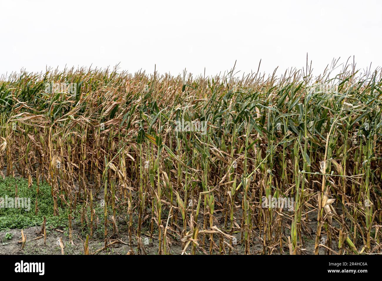 Fresh corn cob on tree hi-res stock photography and images - Alamy
