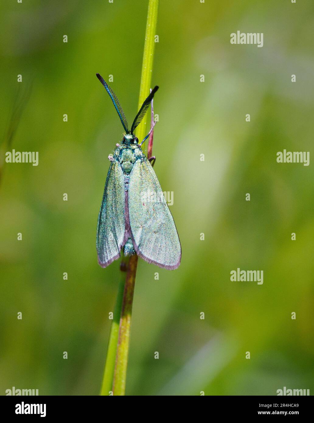 Day flying moths hi-res stock photography and images - Alamy
