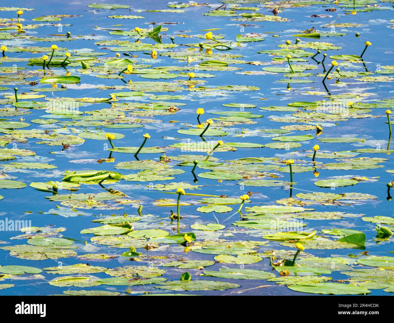 Yellow Water Lily Nuphar lutea covering the surface of a large shallow ...