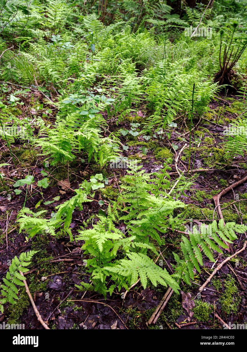 Marsh Fern Thelypteris palustris growing in wet fen woodland on the ...