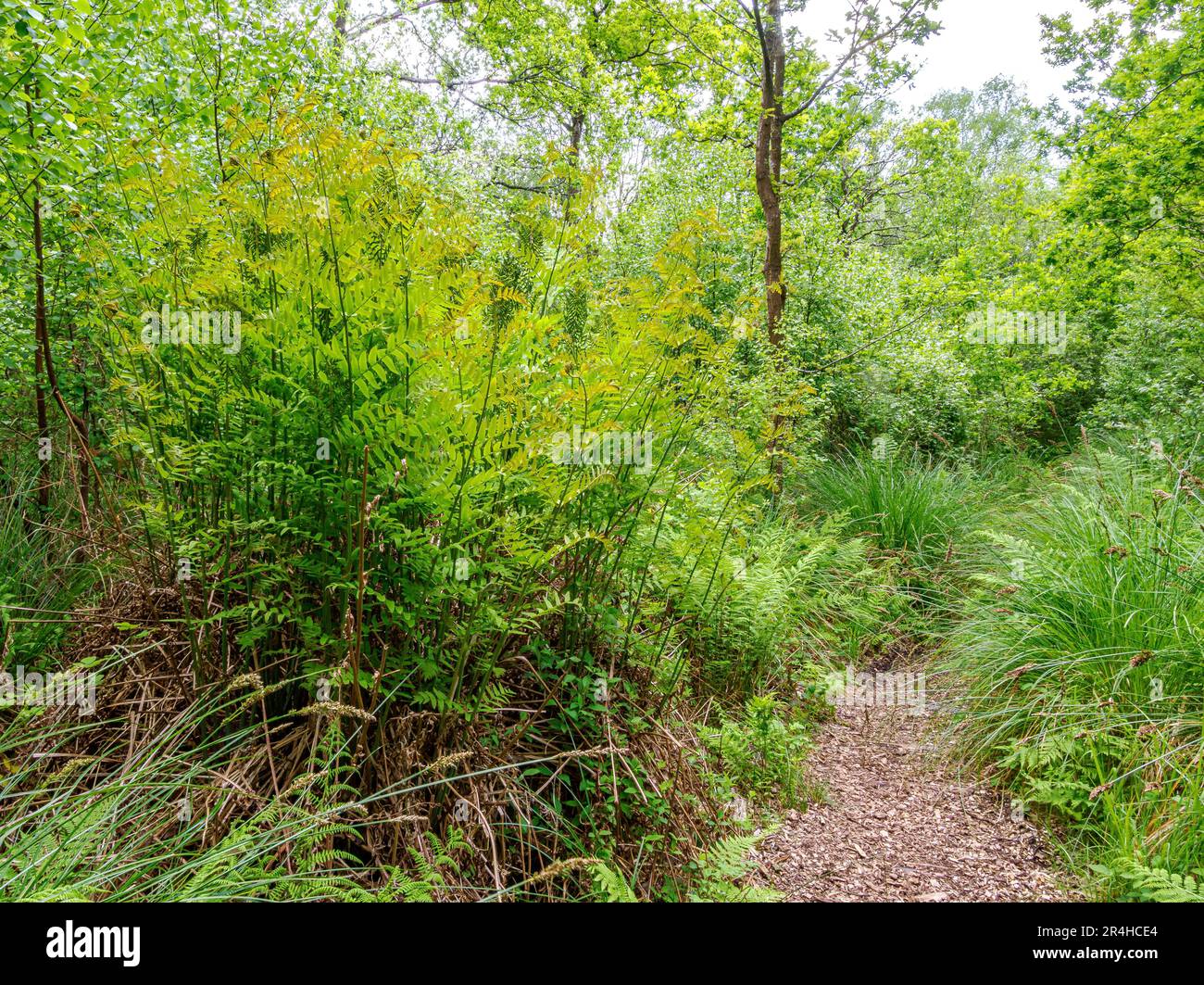Royal fern somerset hi-res stock photography and images - Alamy