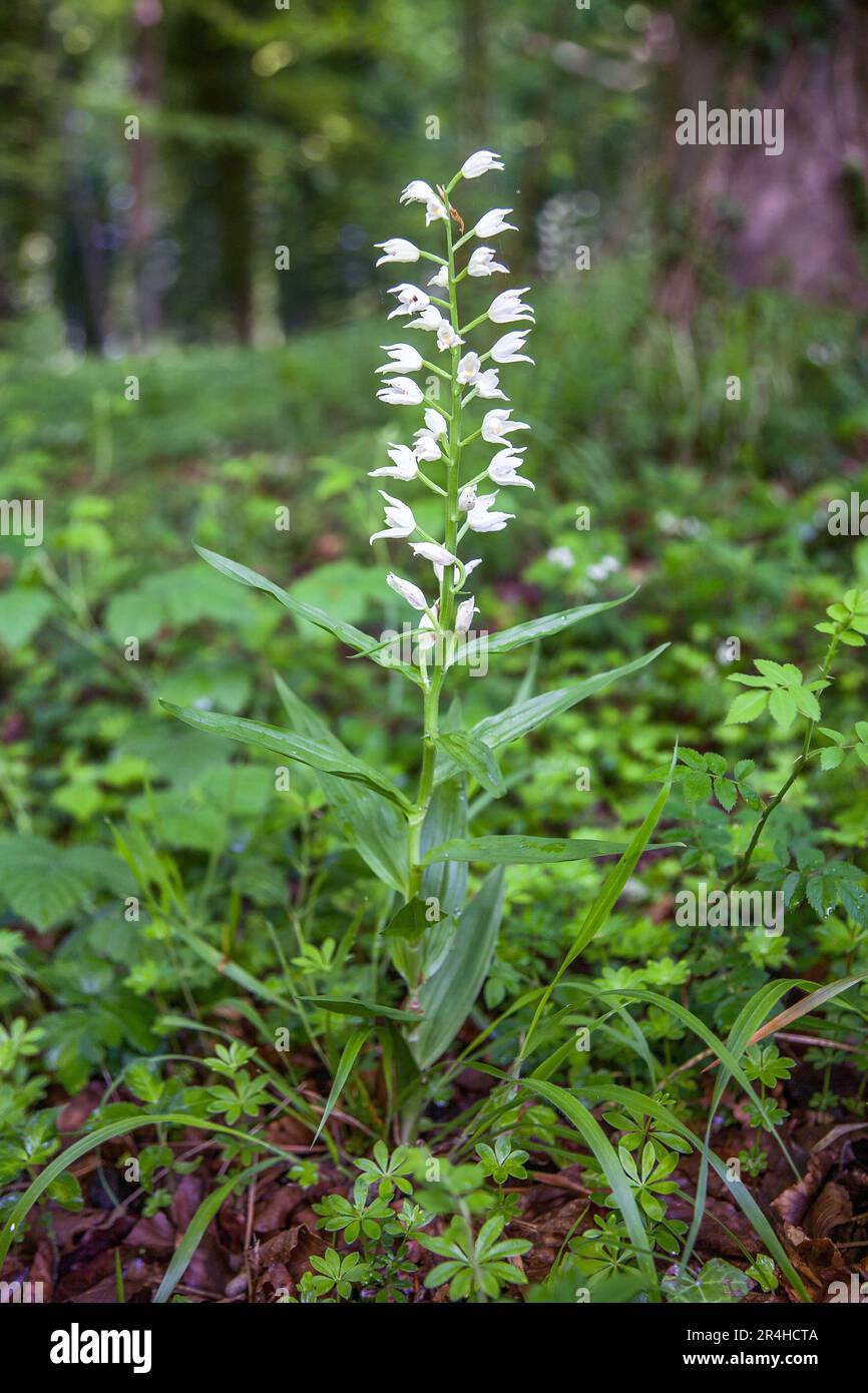 Sword-leaved Helleborine Cephalanthera longifolia at Chappett's Copse ...