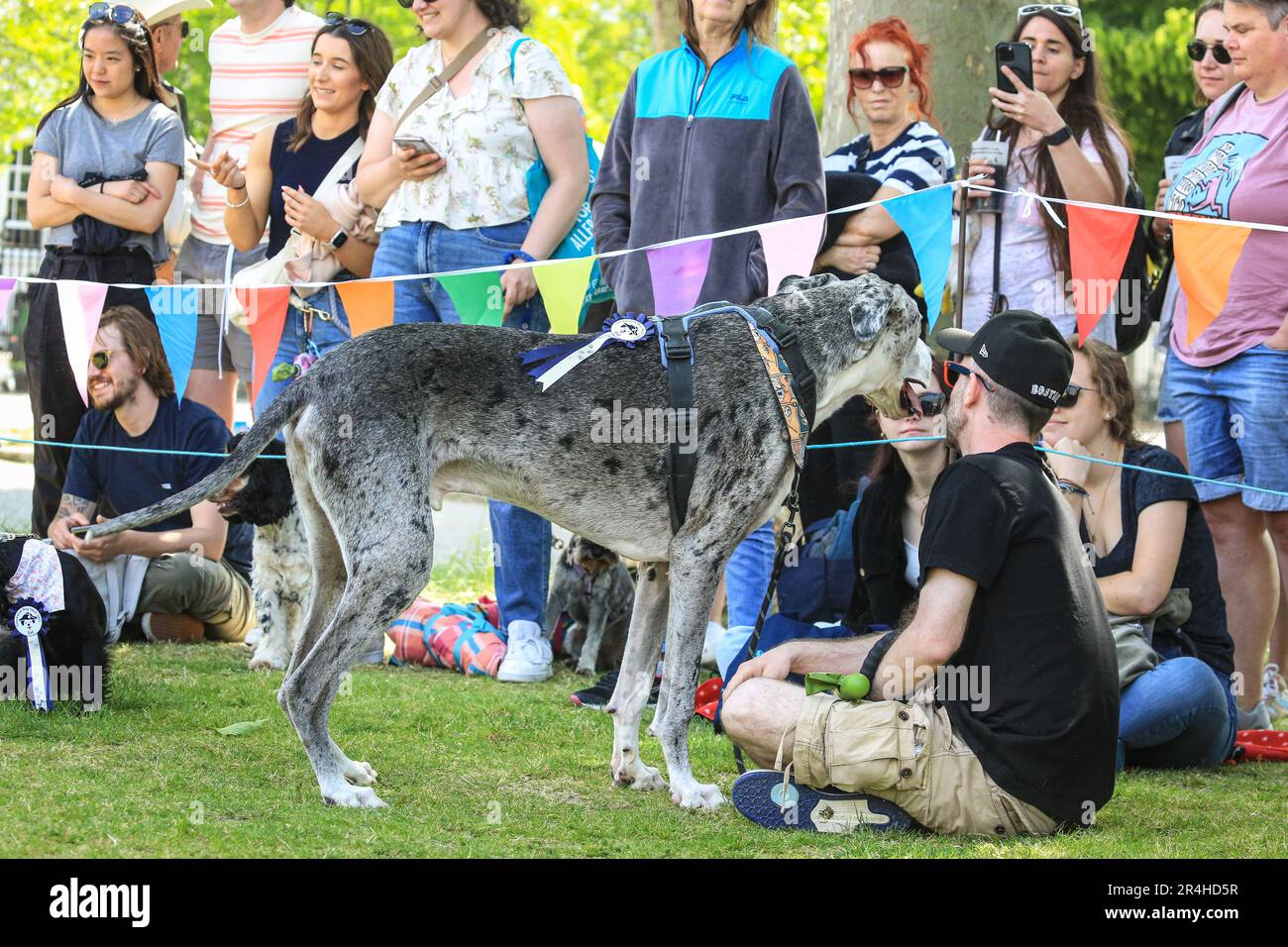London, UK. 28th May, 2023. Captain Sully, a large and friendly 8yr old ...