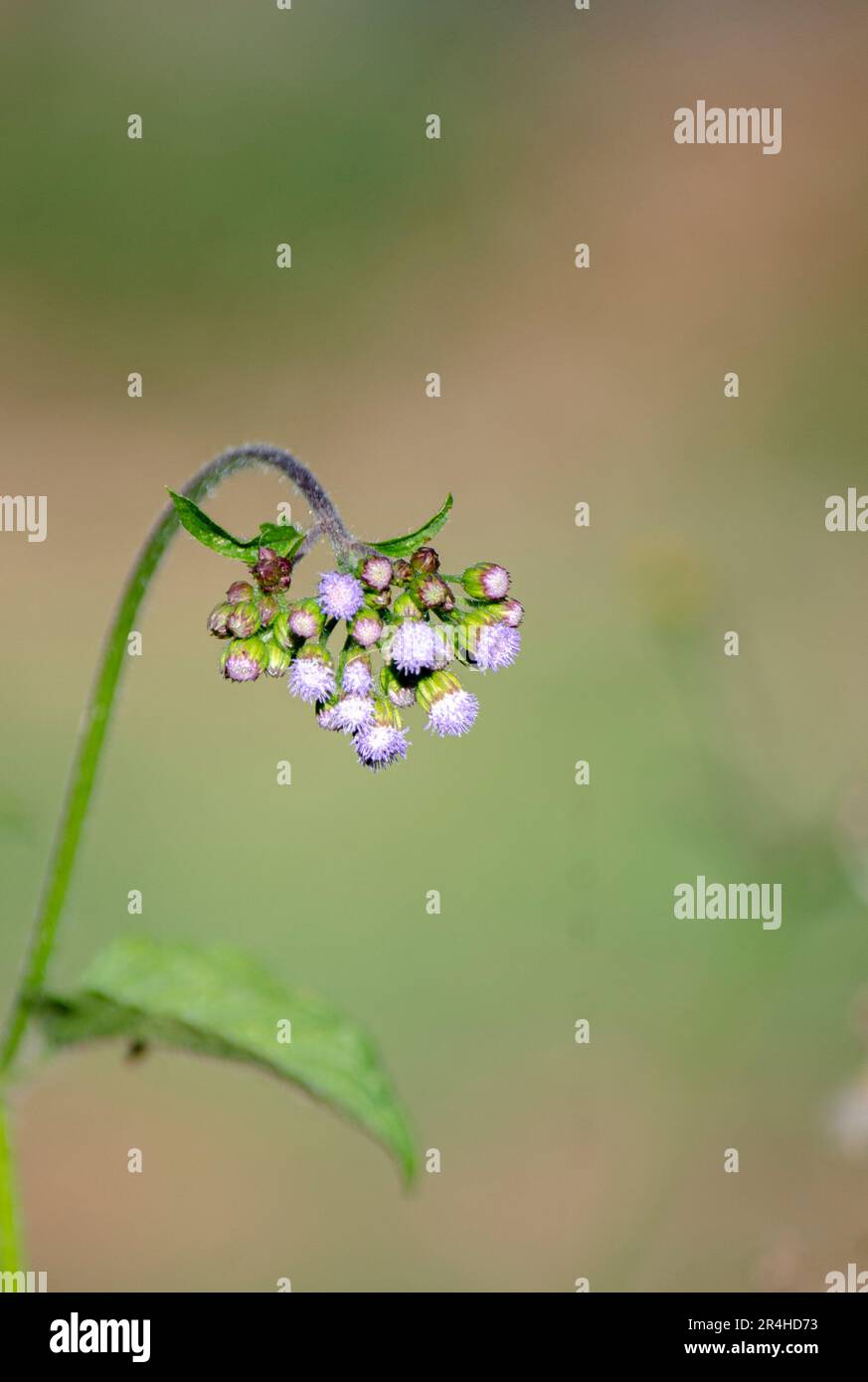 Bue flower hi-res stock photography and images - Alamy