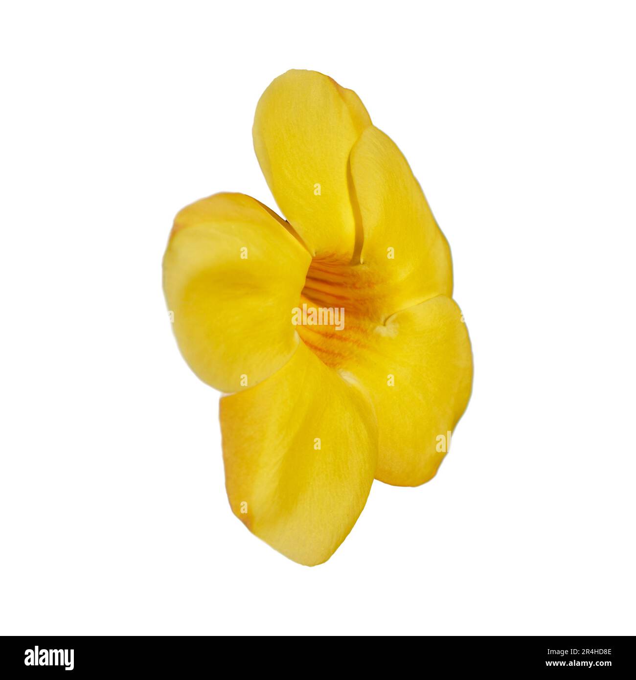 Allamandra cathartica hi-res stock photography and images - Alamy