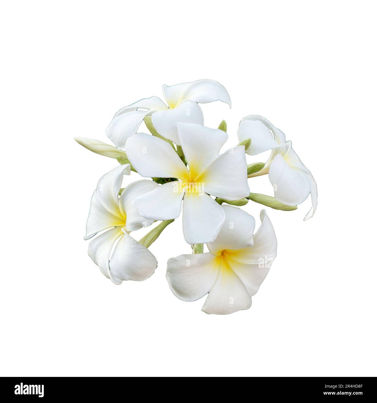Inflorescence of white Jasminum sambac flowers, isolate. White flowers ...