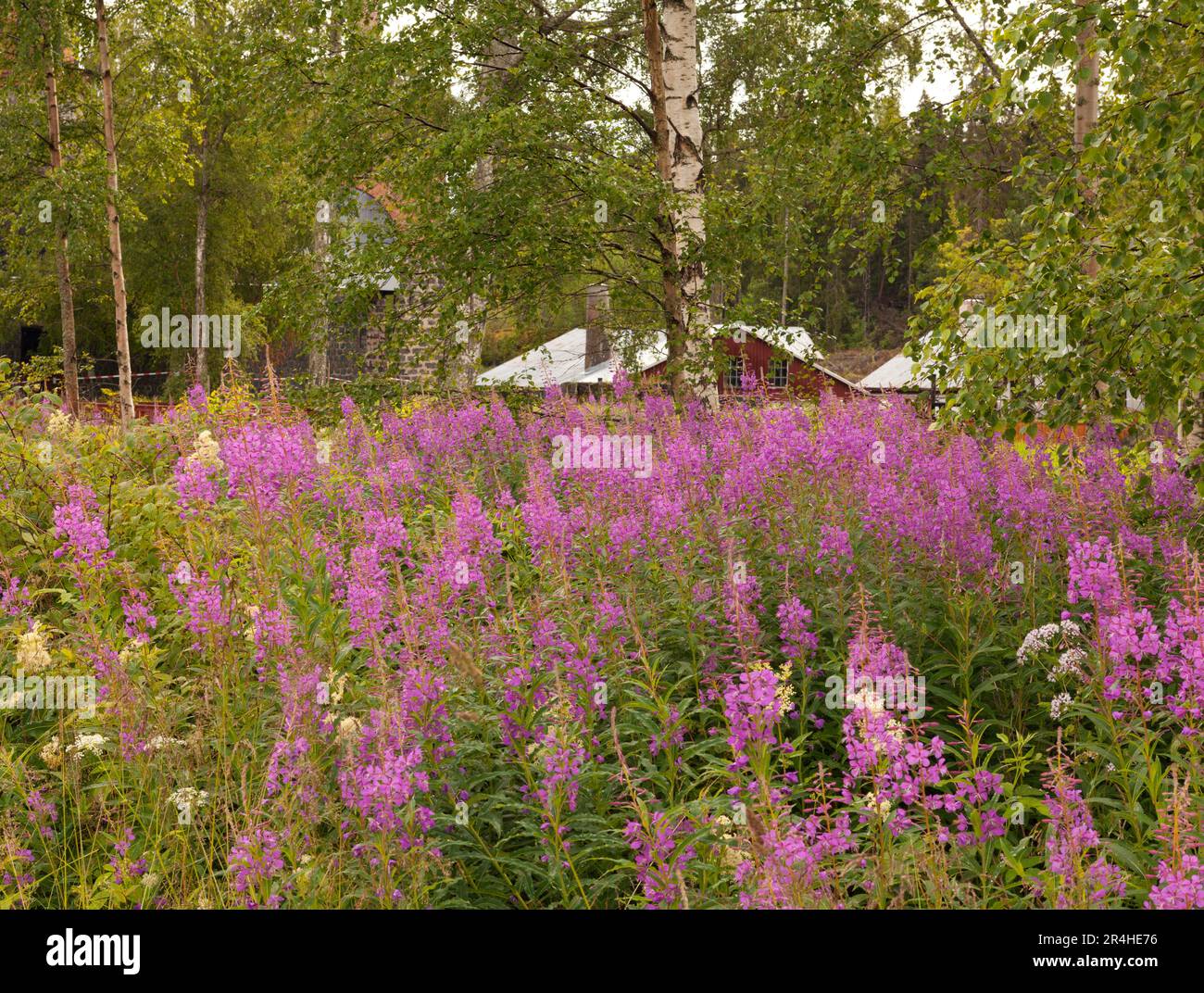 Fire-weed in bloom this side some old buildings, trees in between ...
