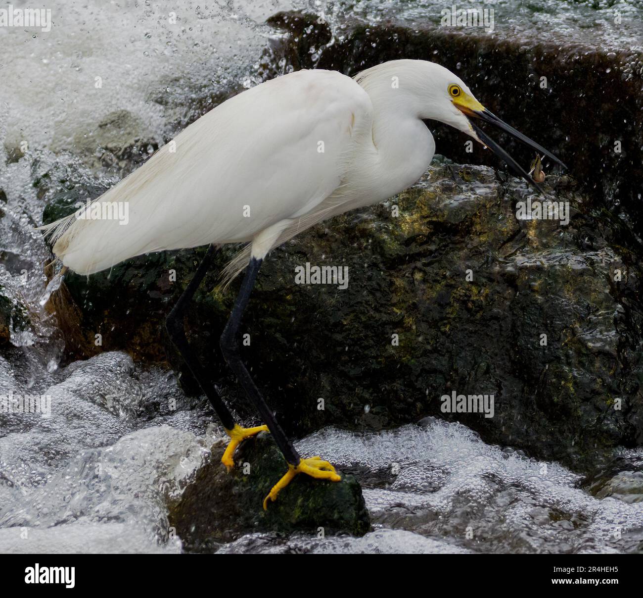 Snowy diversity hi-res stock photography and images - Alamy
