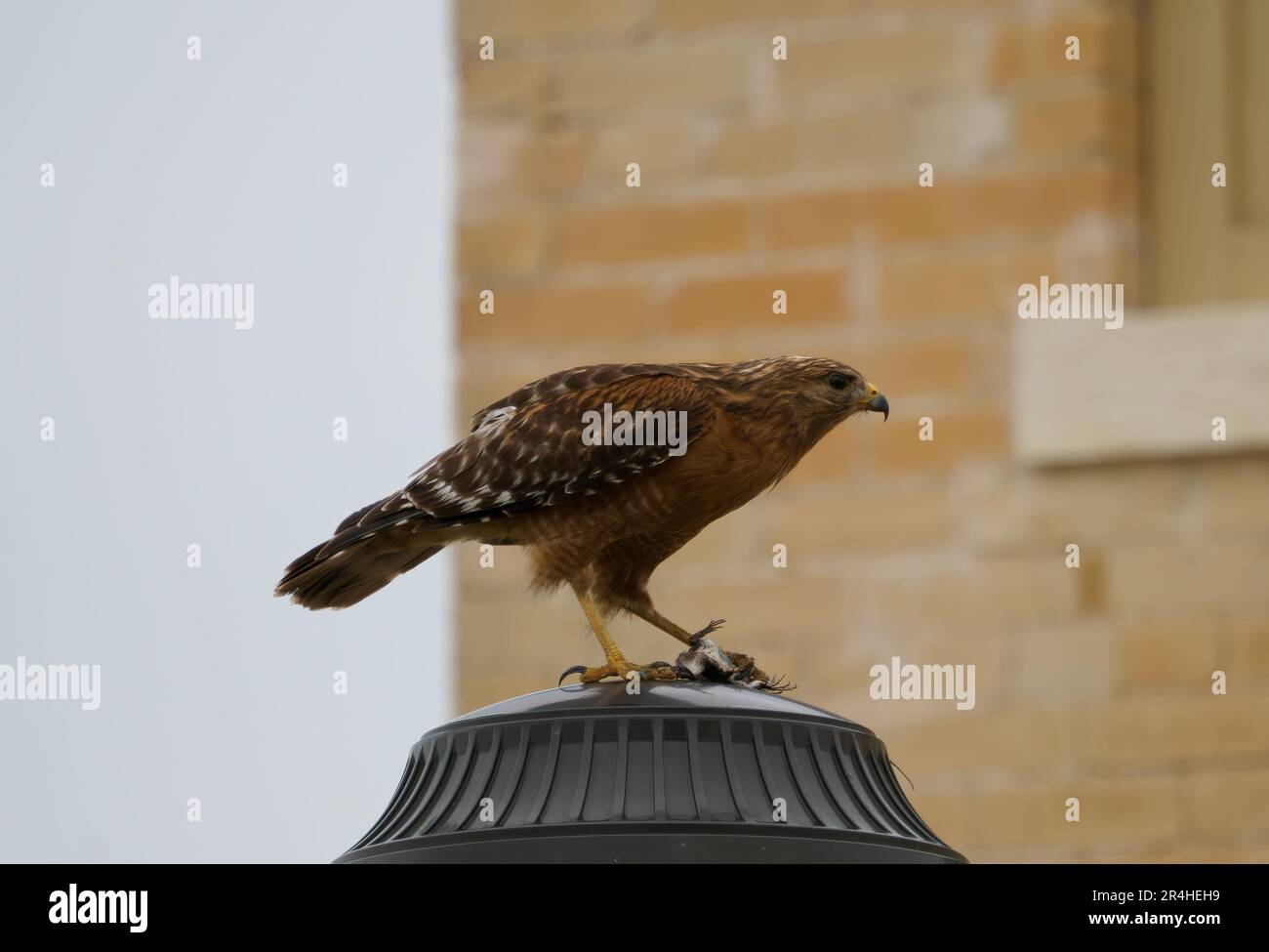Red shouldered hawk sharp hi-res stock photography and images - Alamy