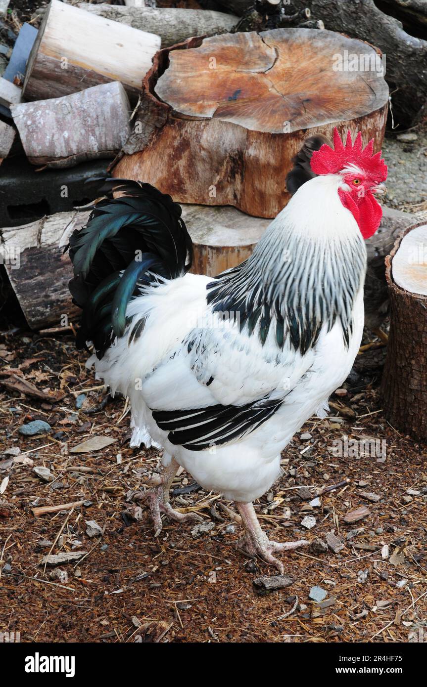 Tail light old blue hi-res stock photography and images - Alamy