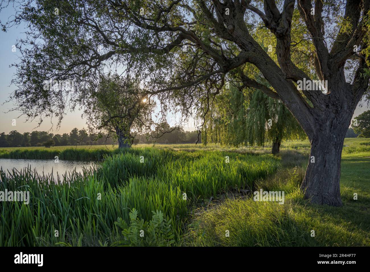 Hour before sunset in May at Bushy Park ponds Stock Photo - Alamy