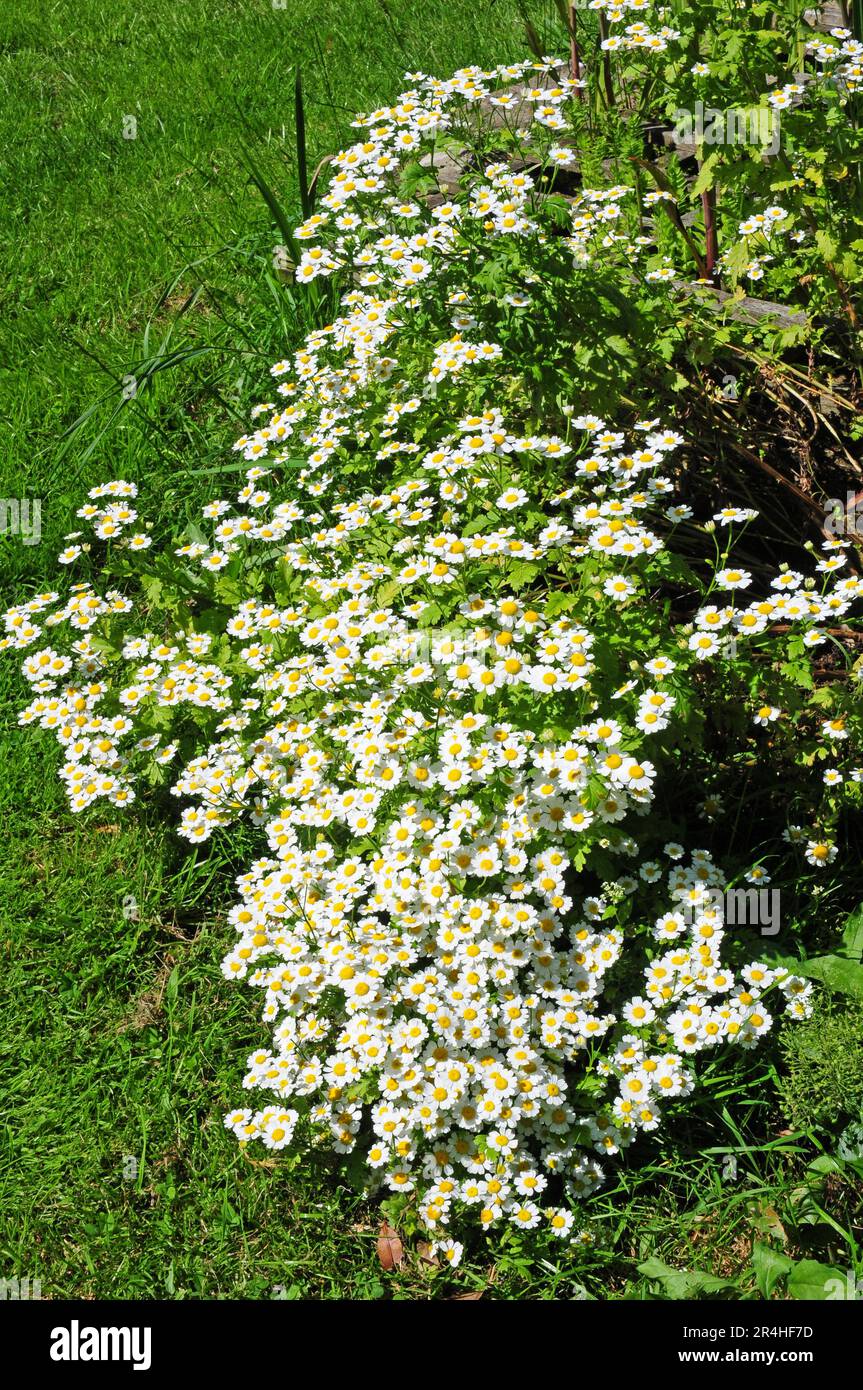 Feverfew in bloom Stock Photo - Alamy