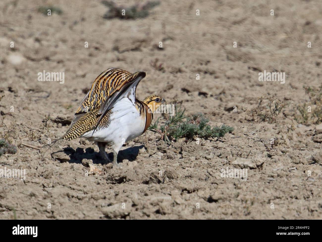 Pin-tailoed Sandgrouse (Pterocles alchata) adult female in dry habitat ...