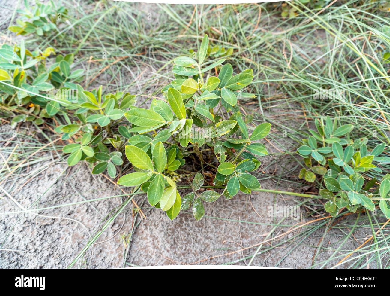 a group of peanut trees on the field isolated on a leafy background in ...