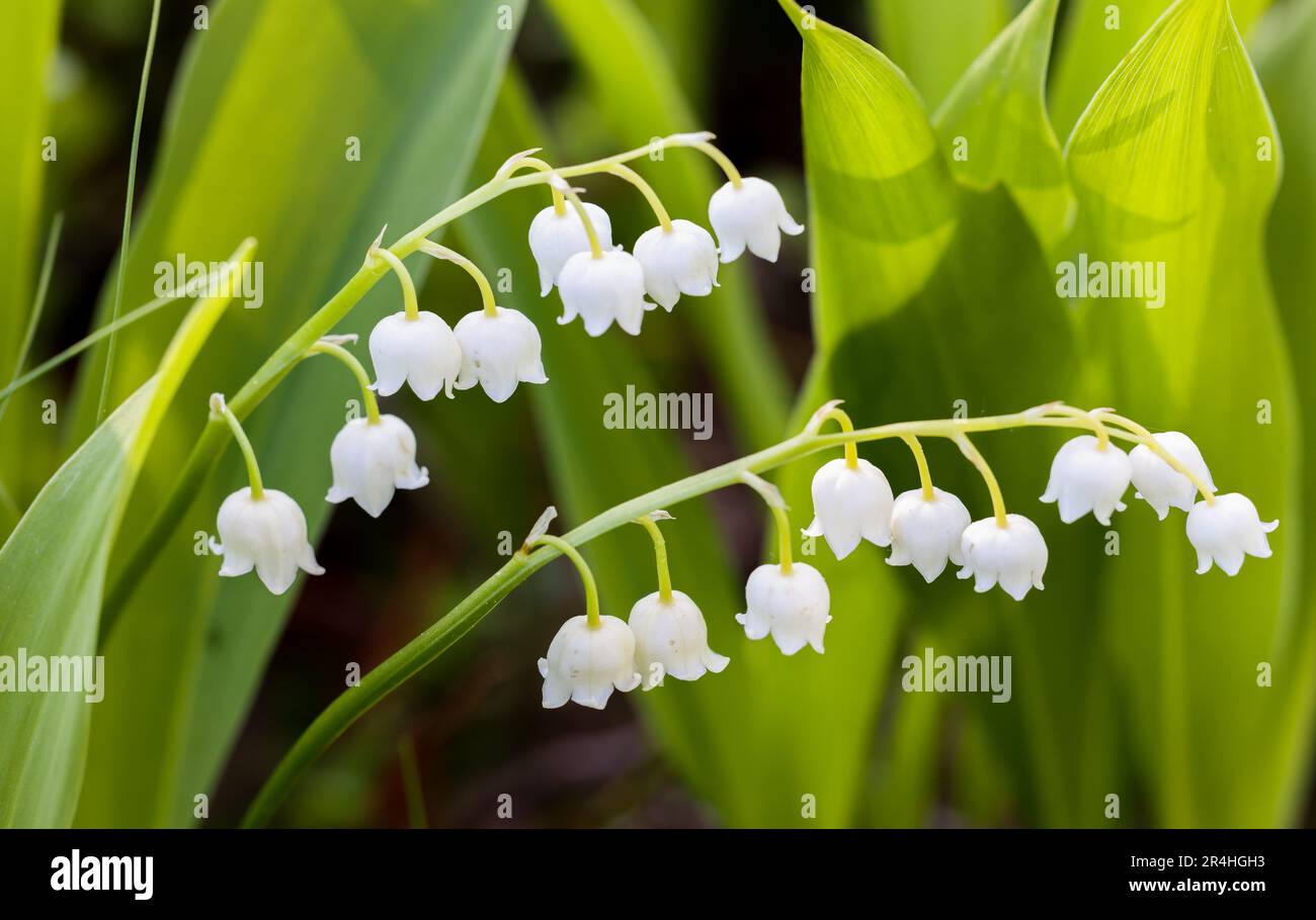 Lily bell hi-res stock photography and images - Alamy