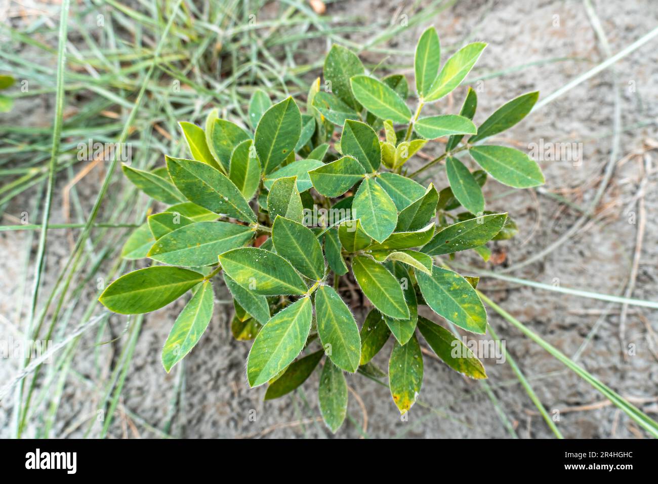 a green peanut tree on the field isolated on a leafy background in the ...