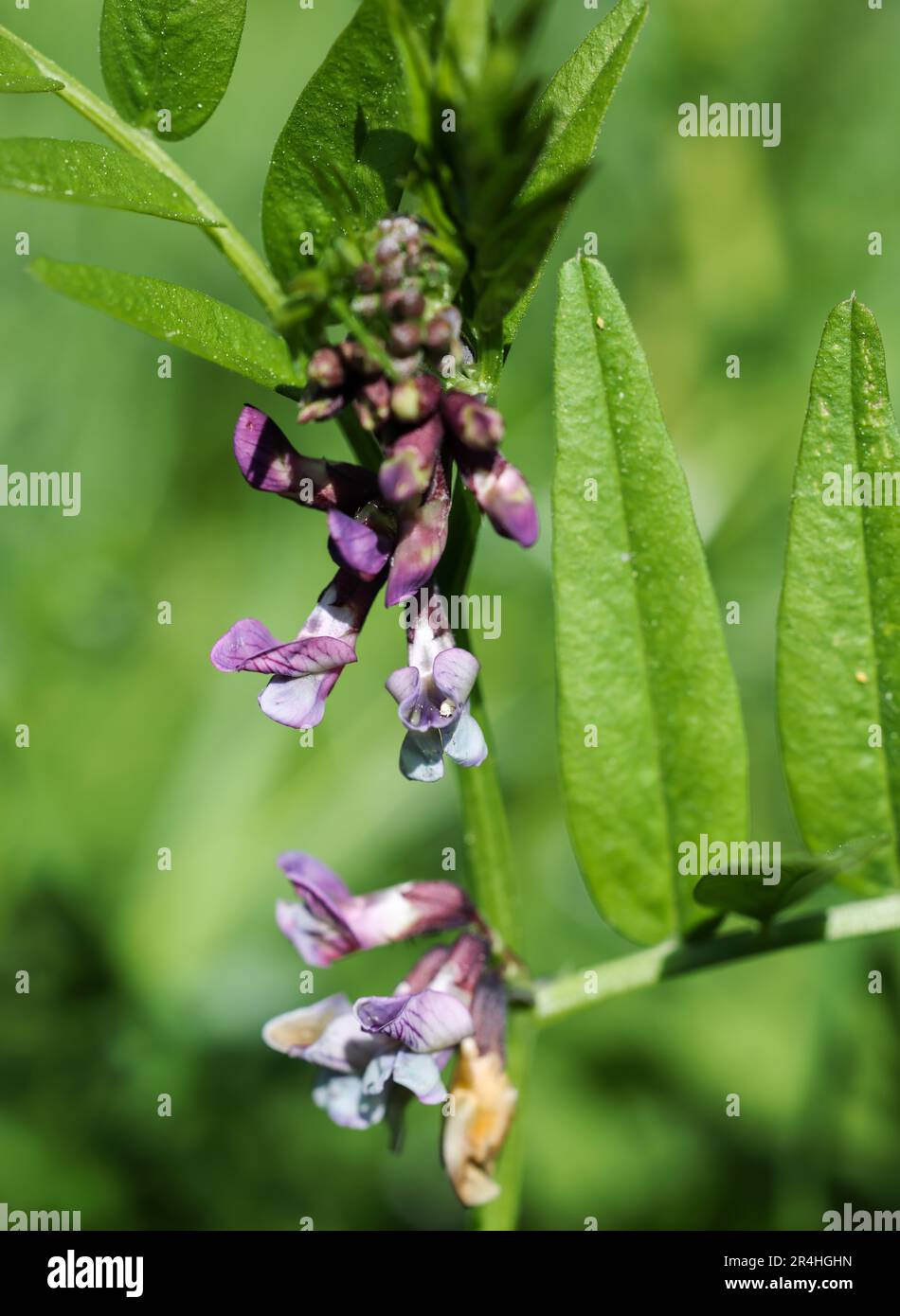 Bush vetch flowering Stock Photo - Alamy