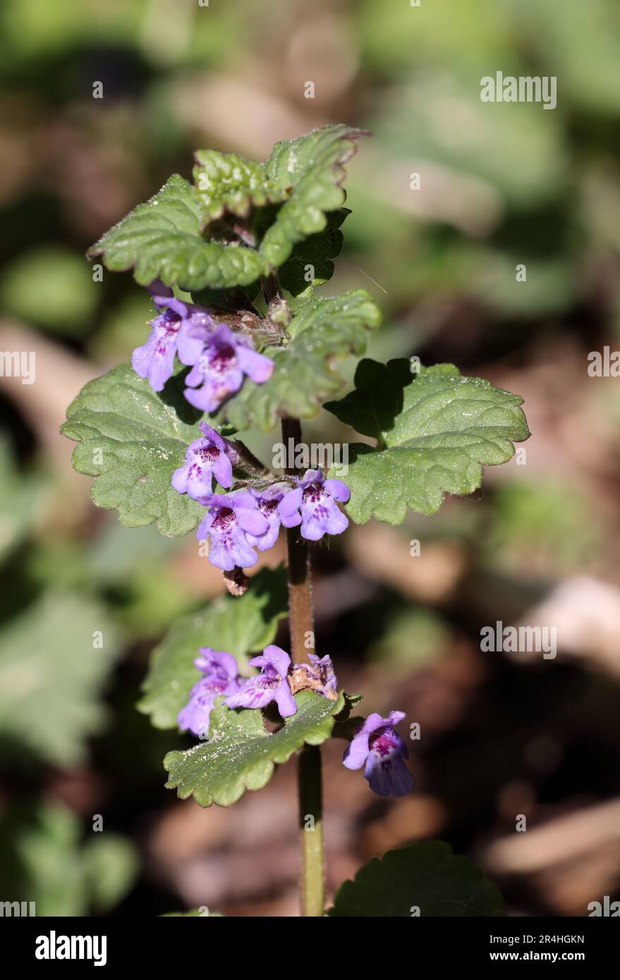 Ground ivy flowering Stock Photo - Alamy