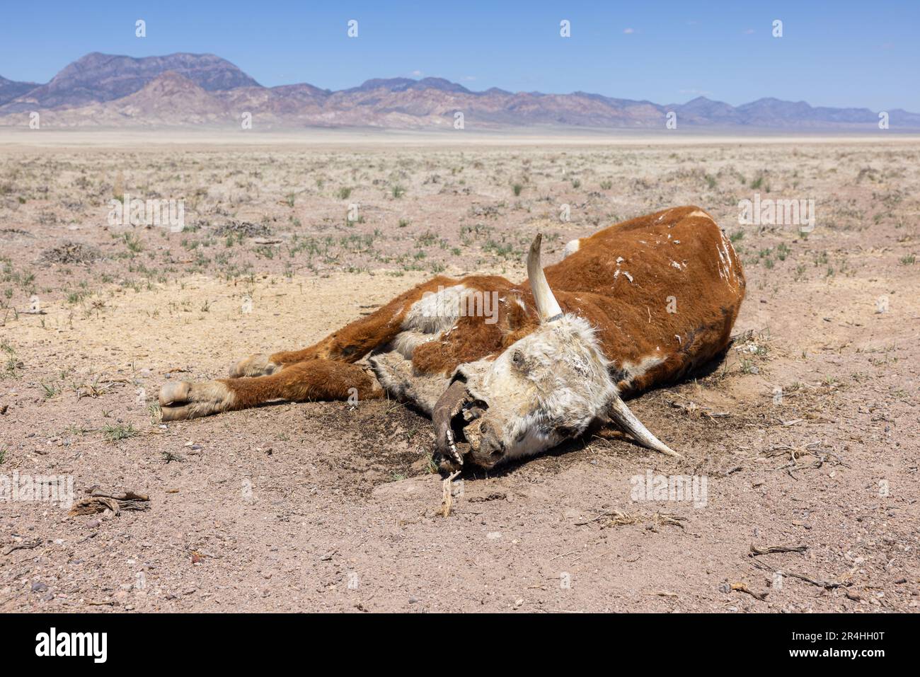 Jaw body parts hi-res stock photography and images - Alamy