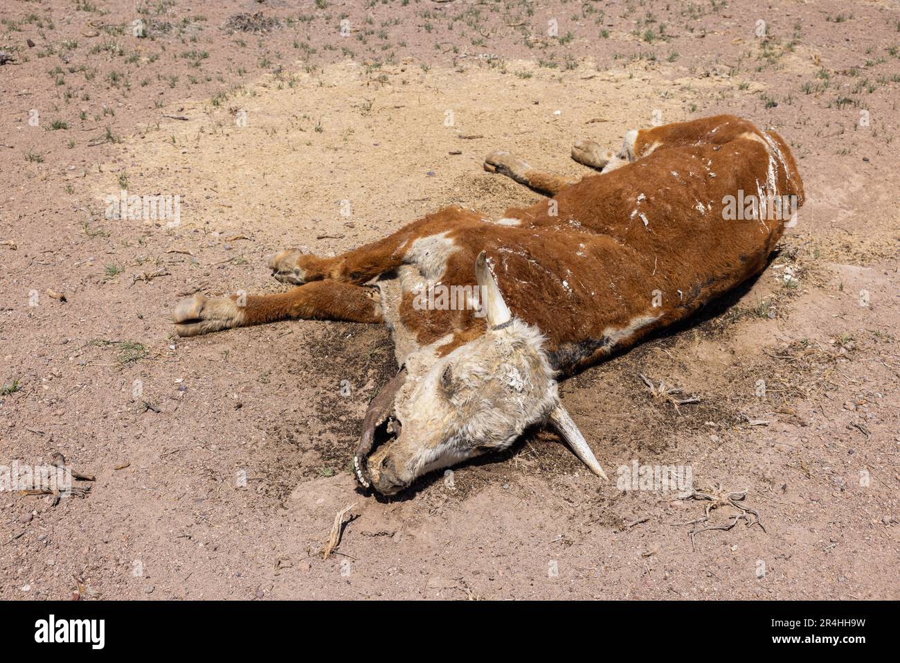 Jaw body parts hi-res stock photography and images - Alamy