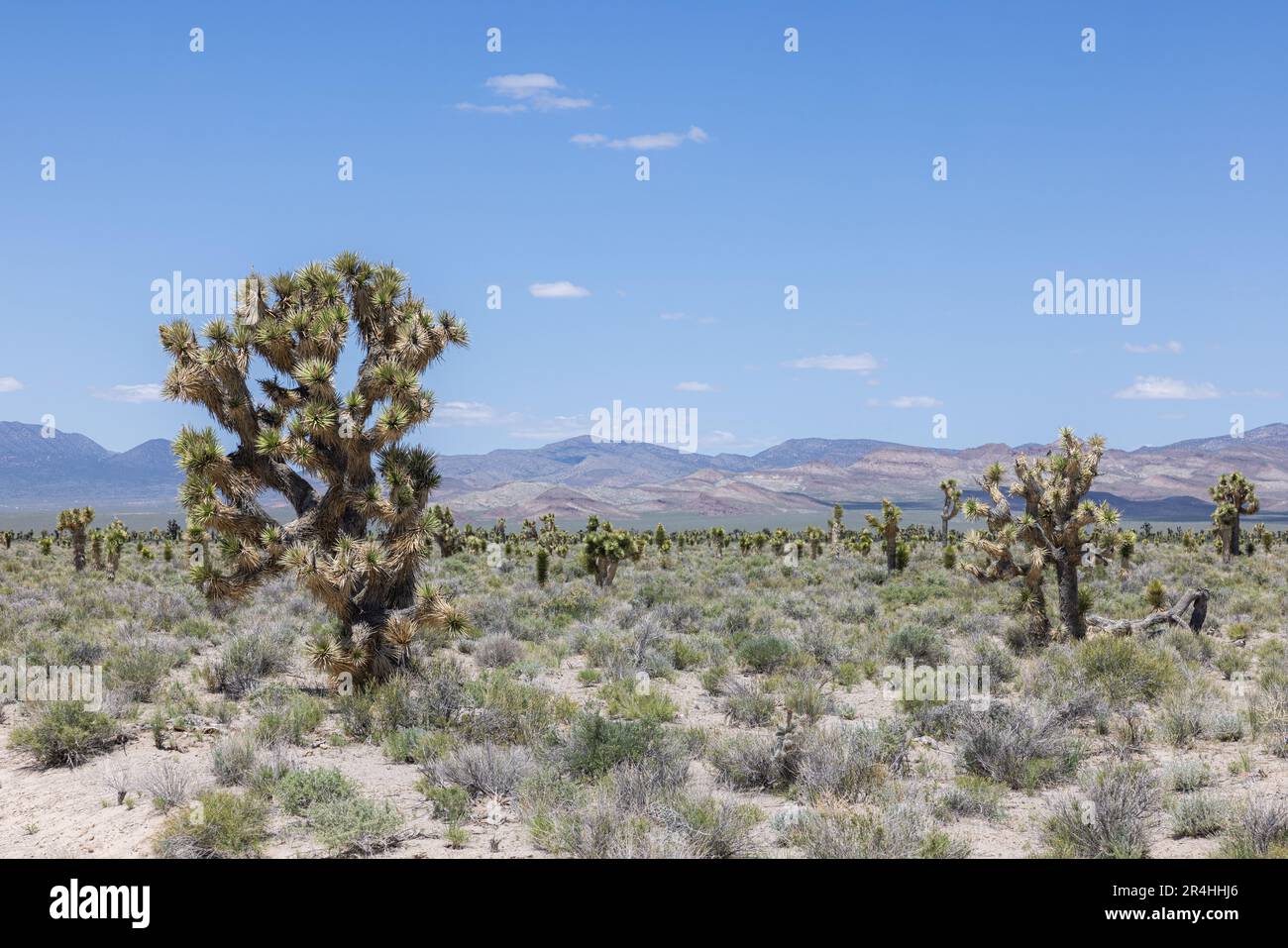 Mid day landscape with large Joshua trees in the Nevada desert with ...