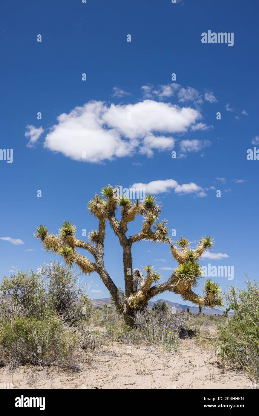 Mid day landscape with large Joshua trees in the Nevada desert with ...
