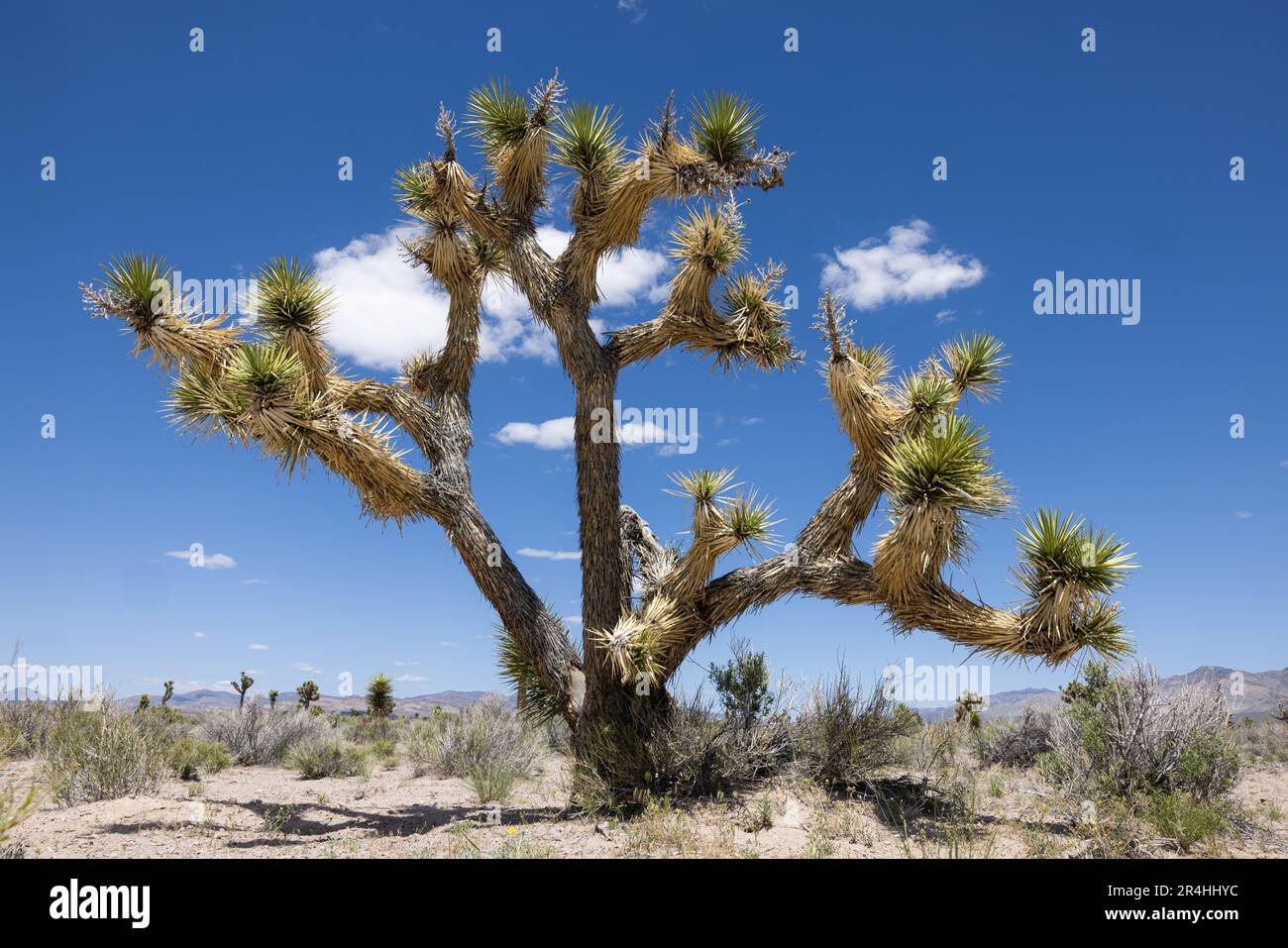 Mid day landscape with large Joshua trees in the Nevada desert with ...