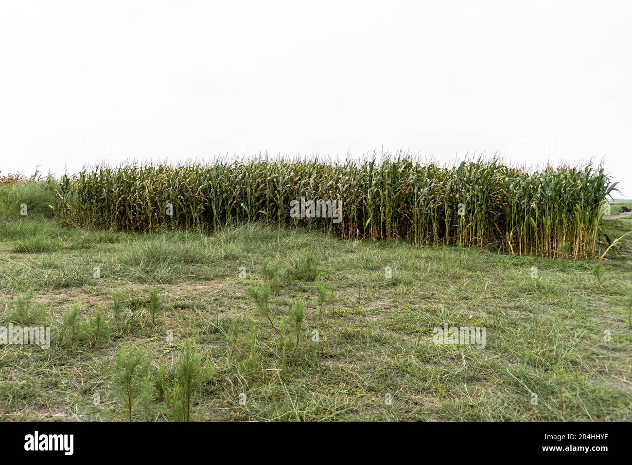 Field with green corn tree on a sunny day isolated on natural ...