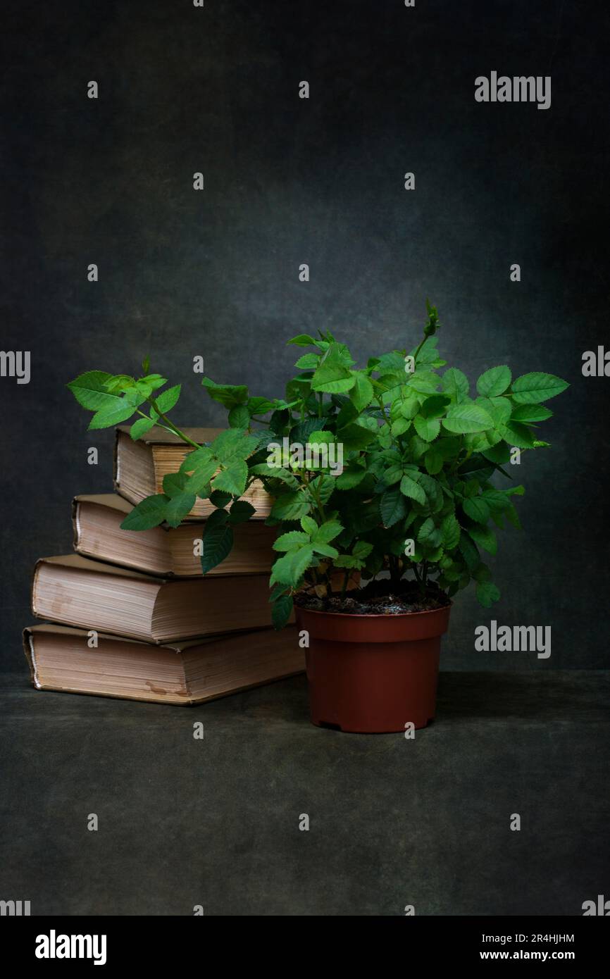 Short life perennial hi-res stock photography and images - Alamy