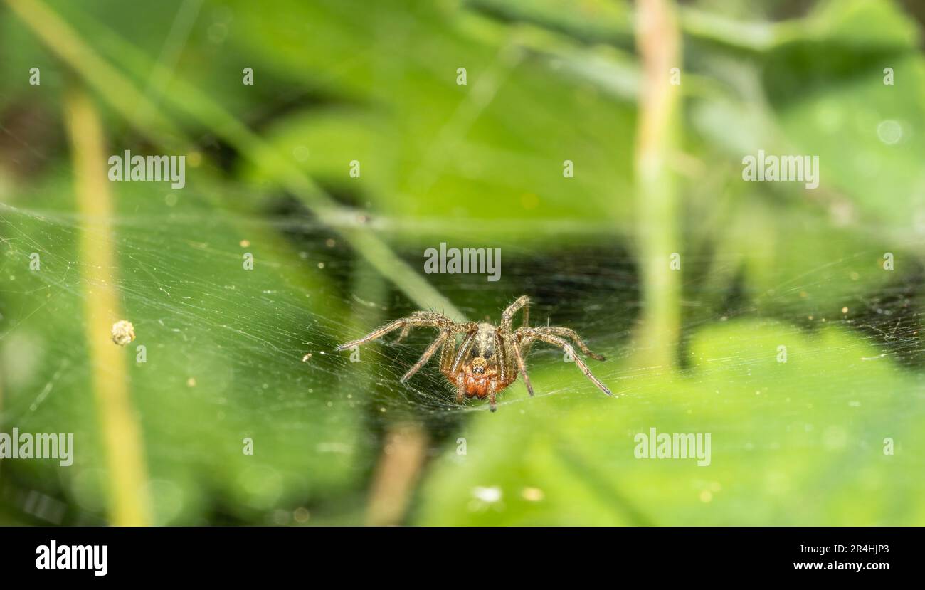 Hogna radiata large hairy harmless wolf spider Stock Photo - Alamy