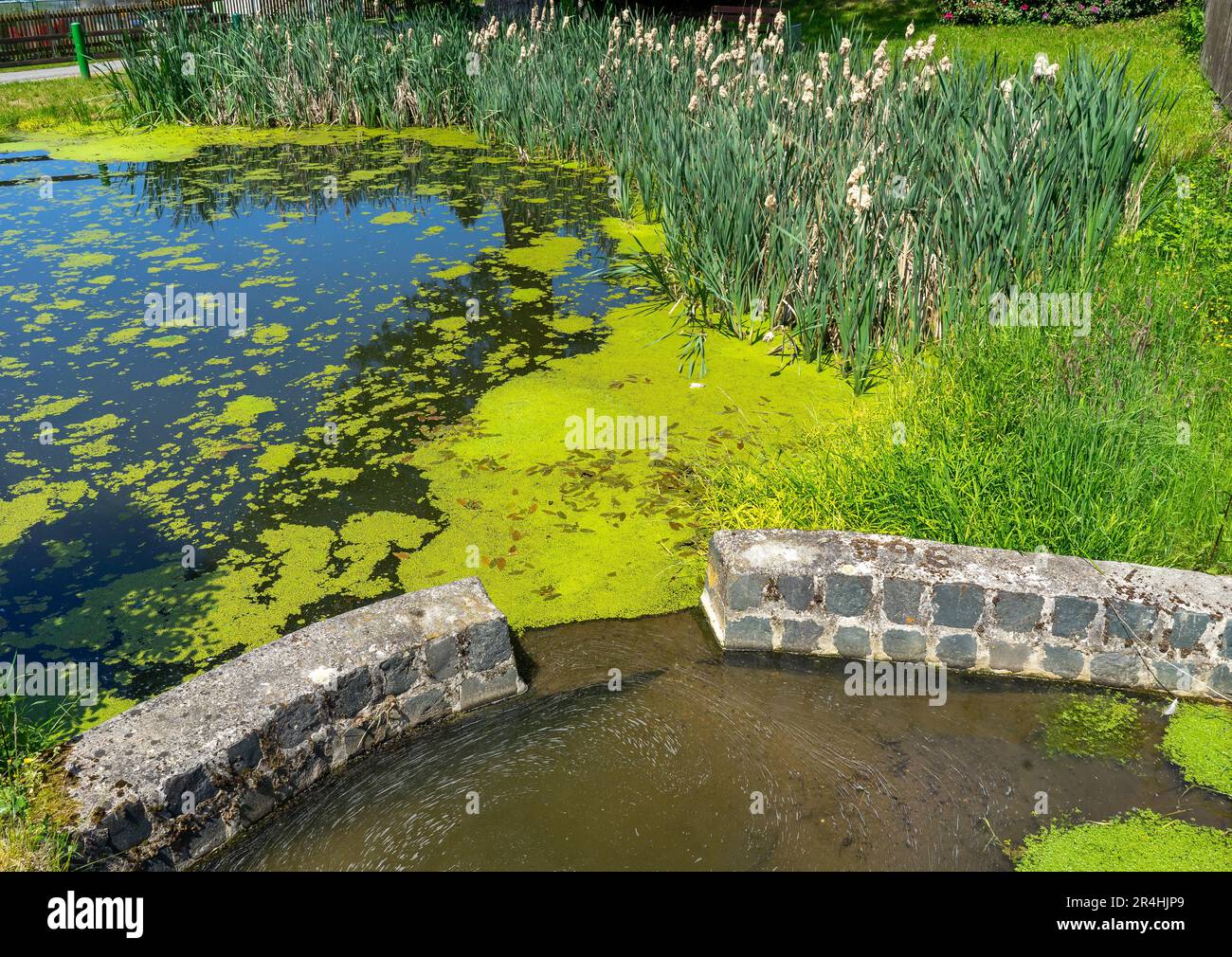 pond with plants in the park Stock Photo - Alamy
