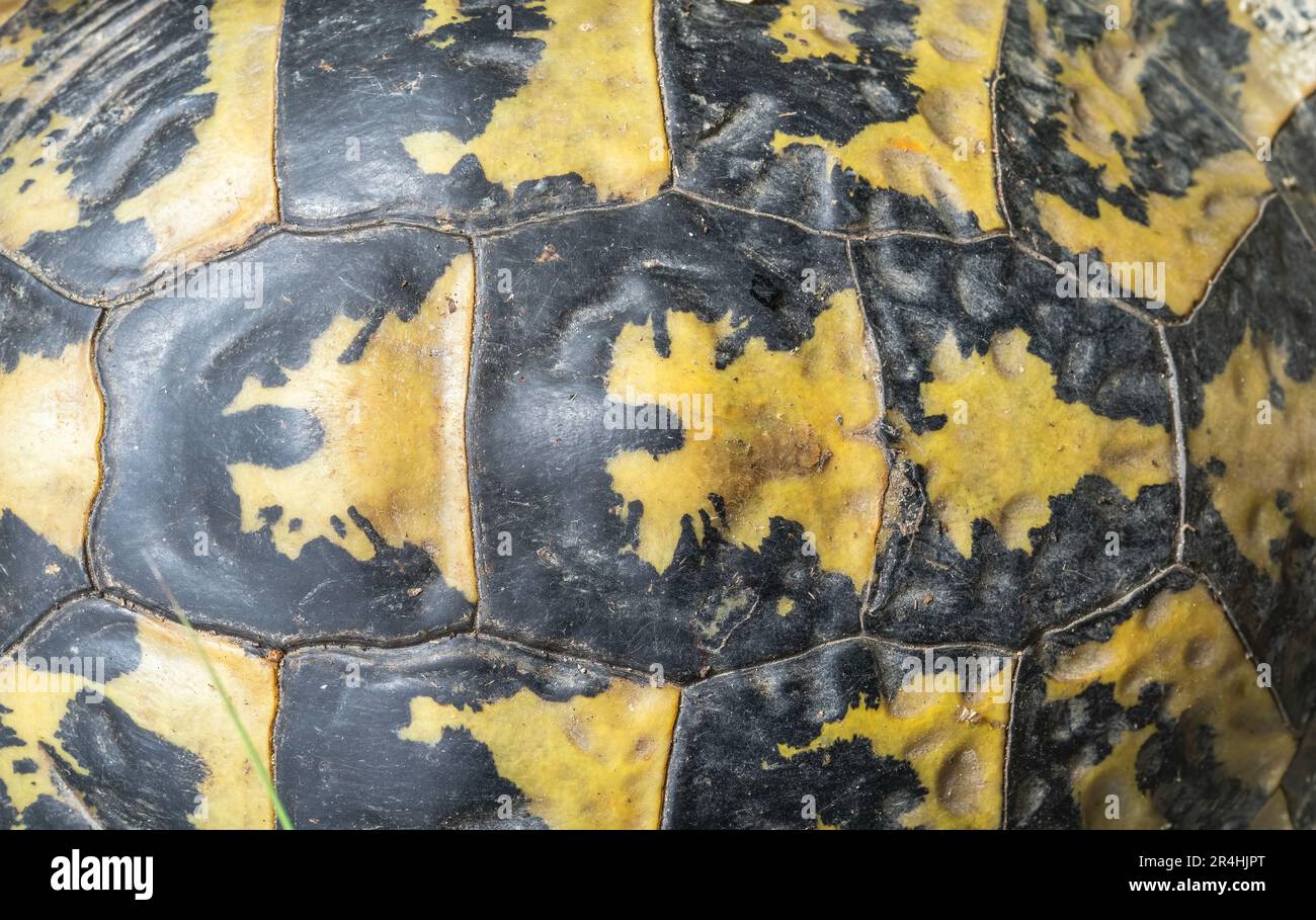 Close up texture and decoration of the turtle's shell Stock Photo - Alamy
