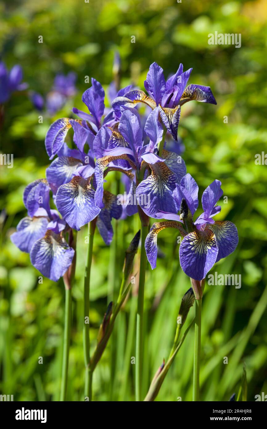 Pretty garden flowering purple hi-res stock photography and images - Alamy