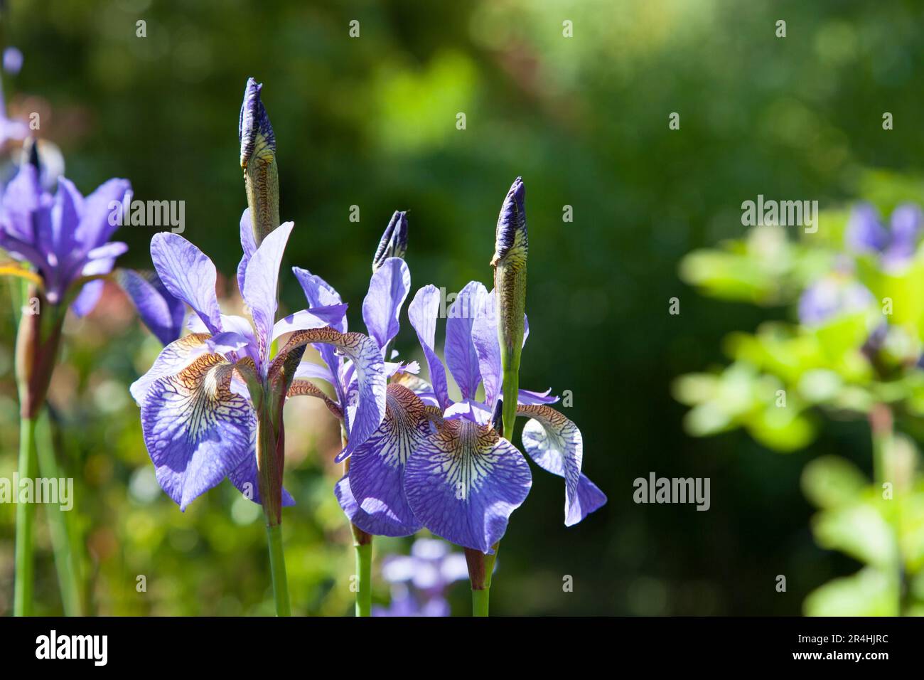 Tall flowering stems hi-res stock photography and images - Alamy