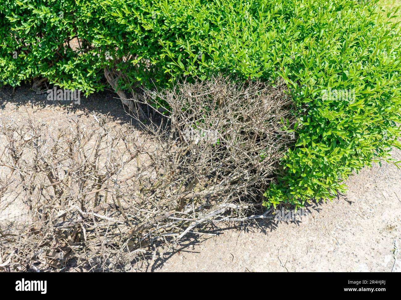 Hedge Green and Dry Disease in the garden Stock Photo - Alamy