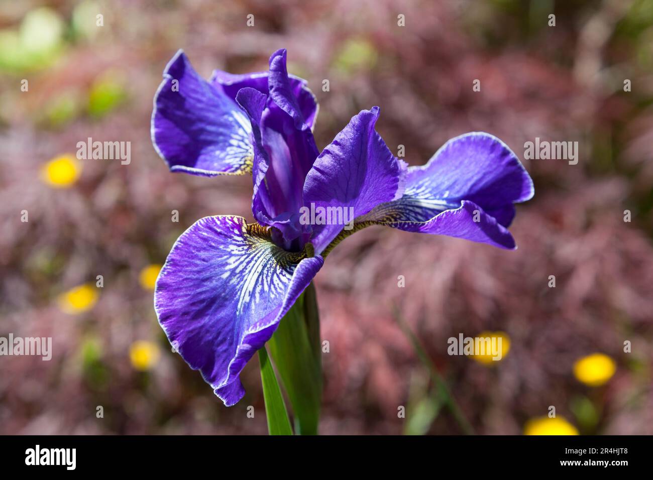Iris perennial flowering plant hi-res stock photography and images - Alamy