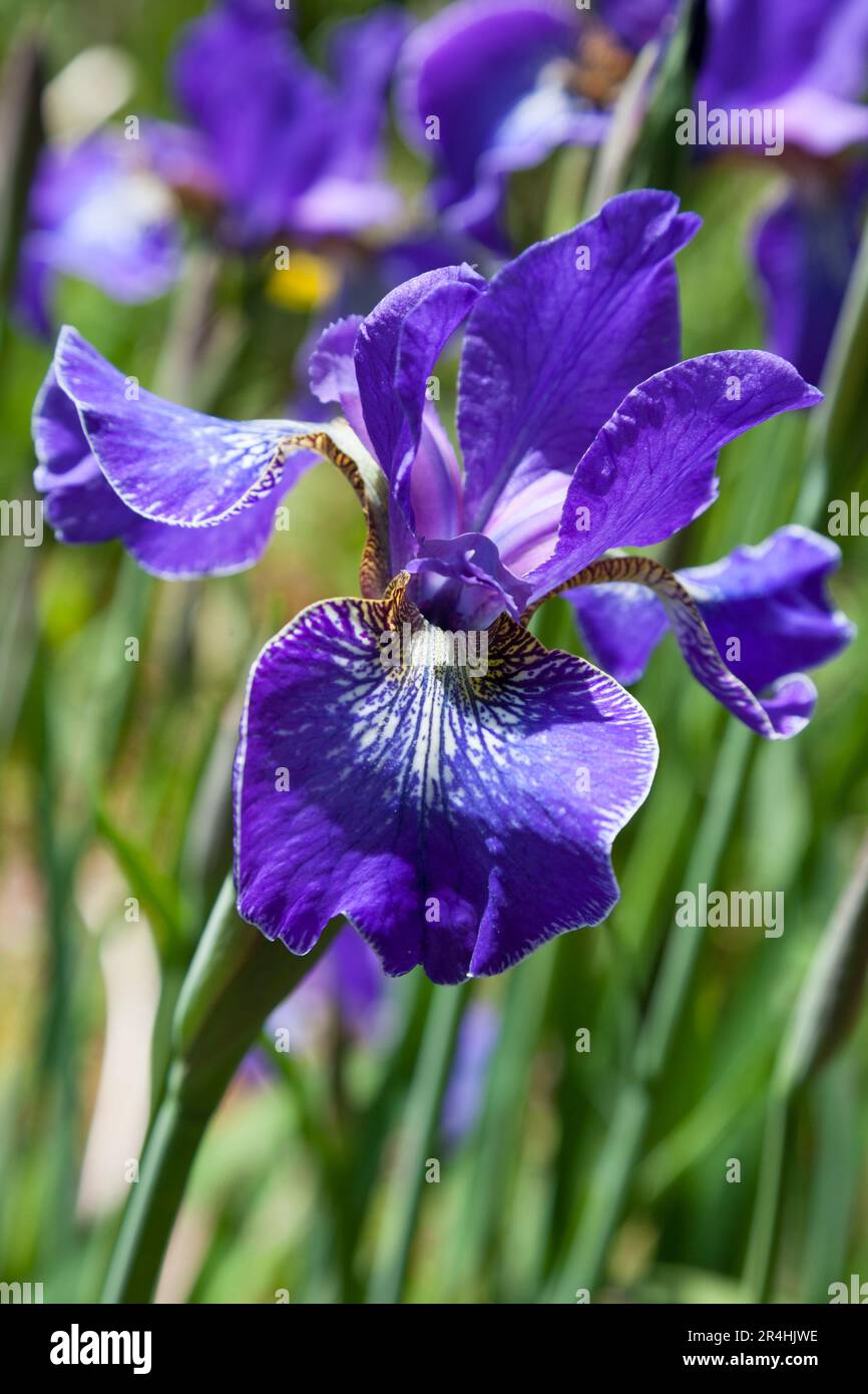 Pretty garden flowering purple hi-res stock photography and images - Alamy