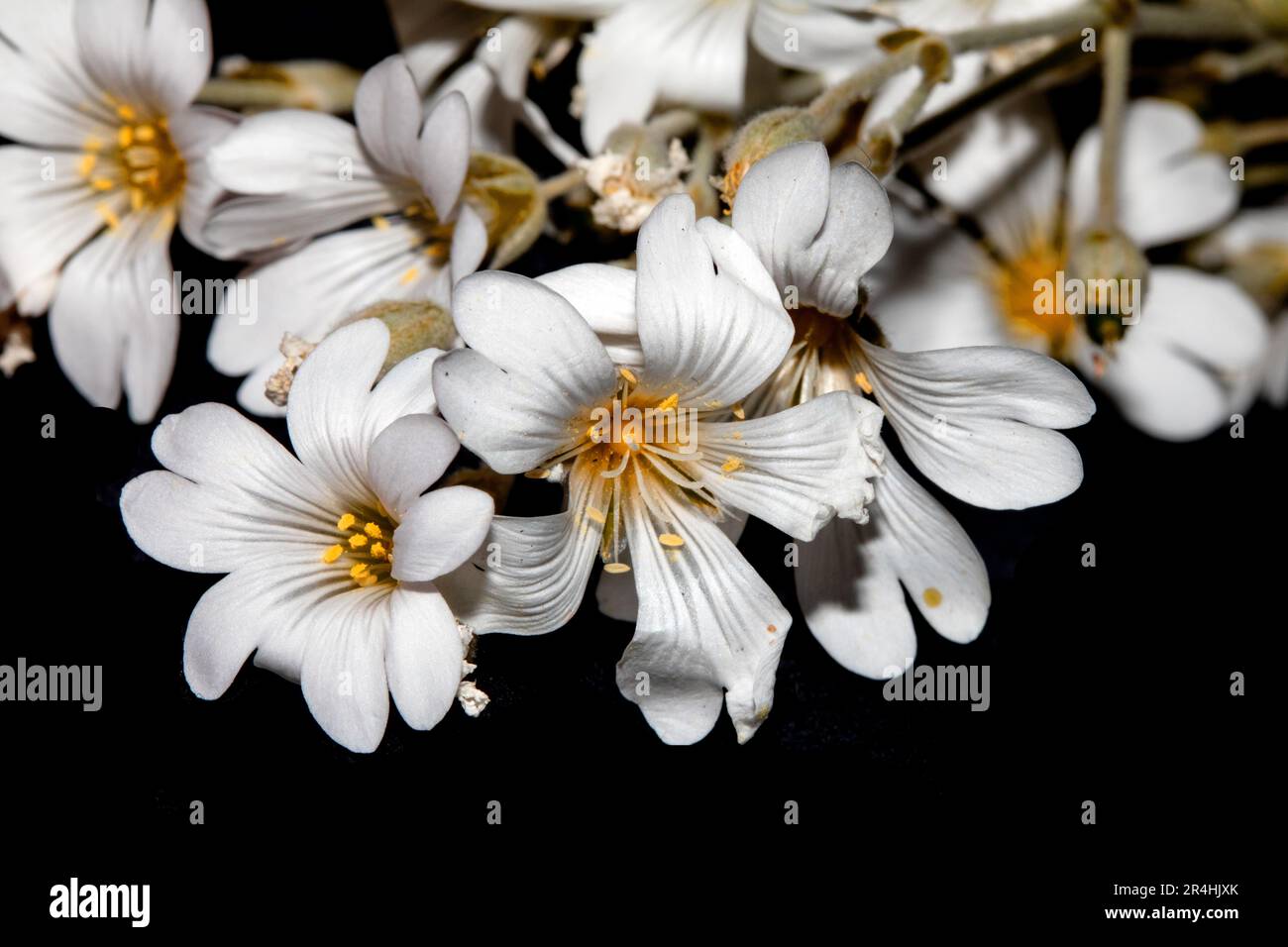 A Wildflower Blossom White Flower Close Up Stock Photo - Alamy