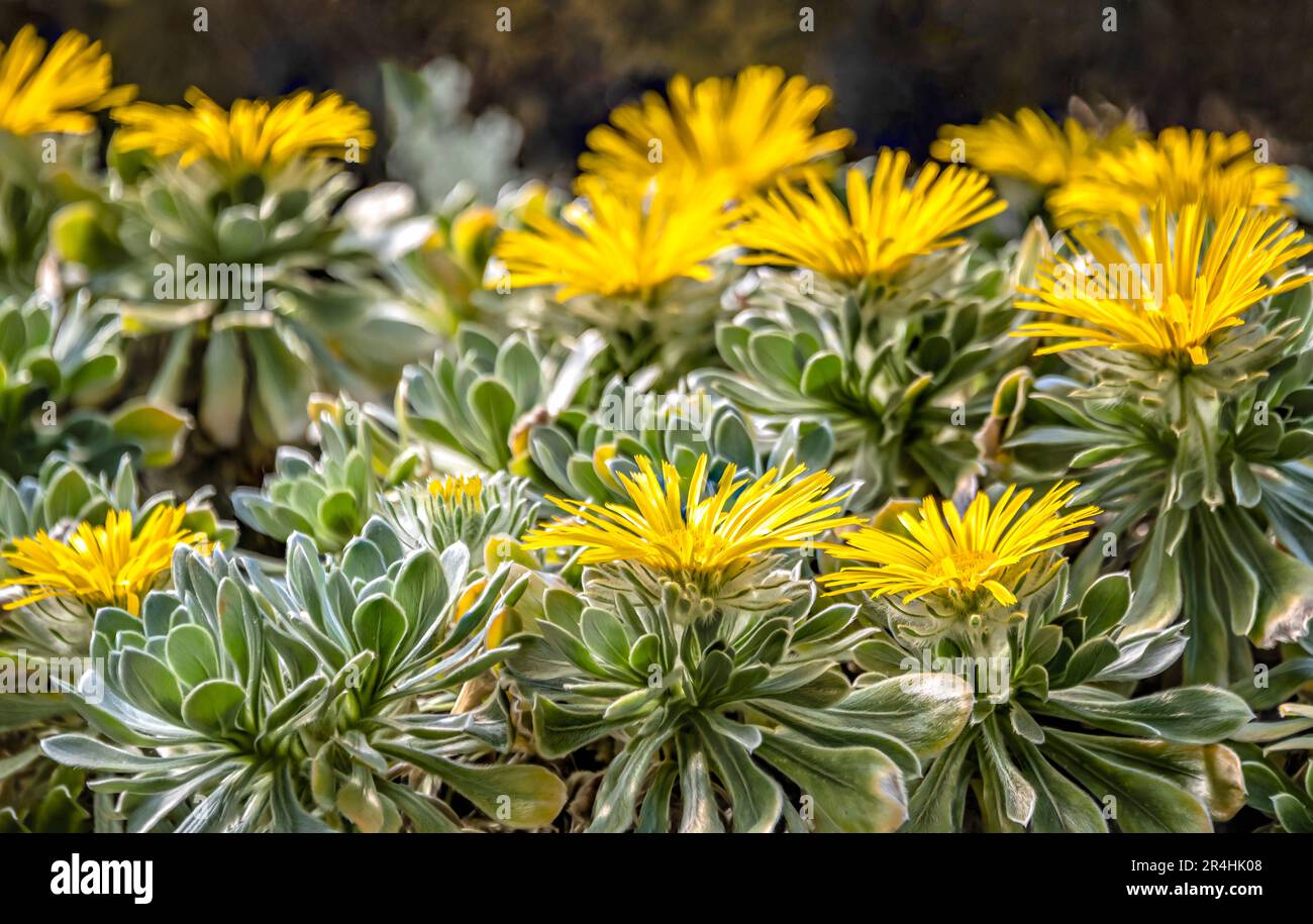Canary island flowers hi-res stock photography and images - Alamy