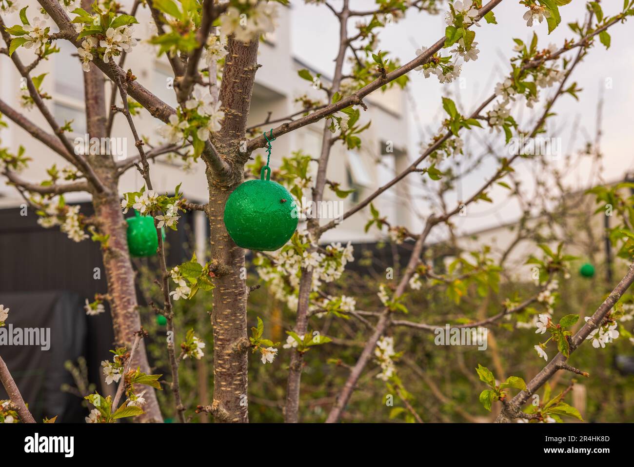 View of green plastic sticky insects traps on apple tree Stock Photo ...