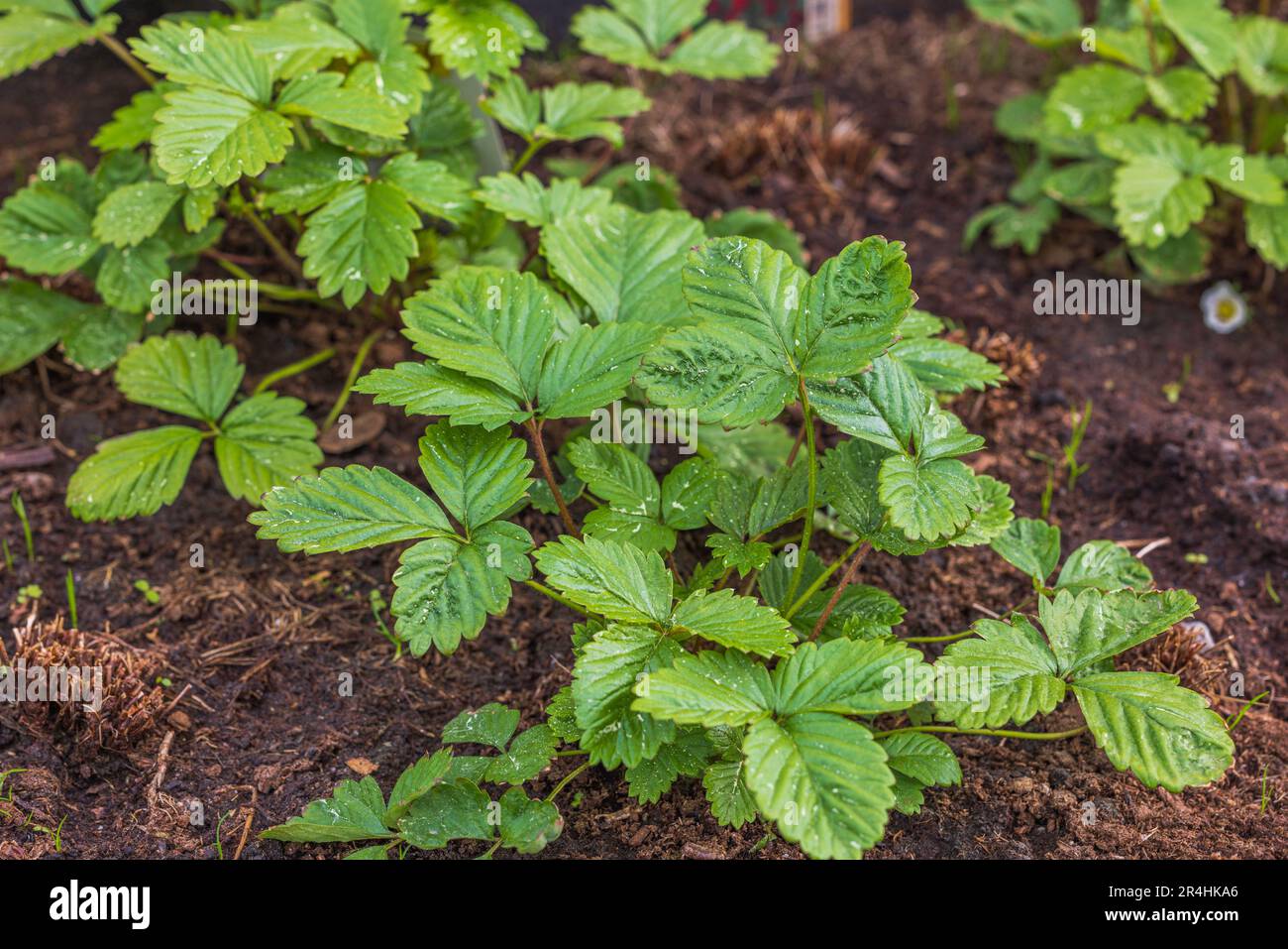 Climbing strawberry plants hi-res stock photography and images - Alamy