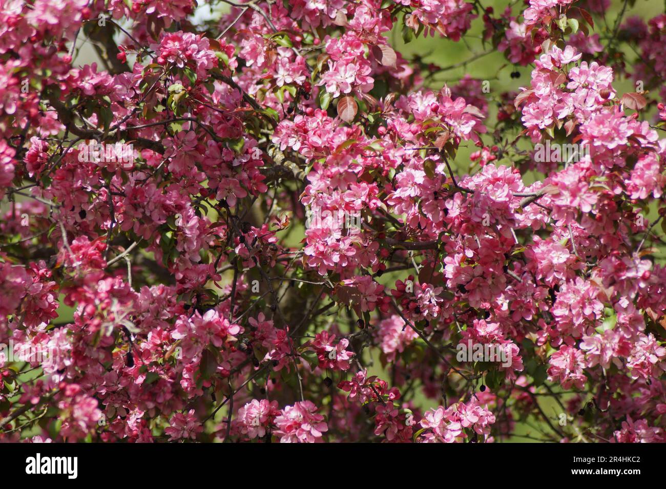 flowering of the japanese wild apple in spring Stock Photo - Alamy