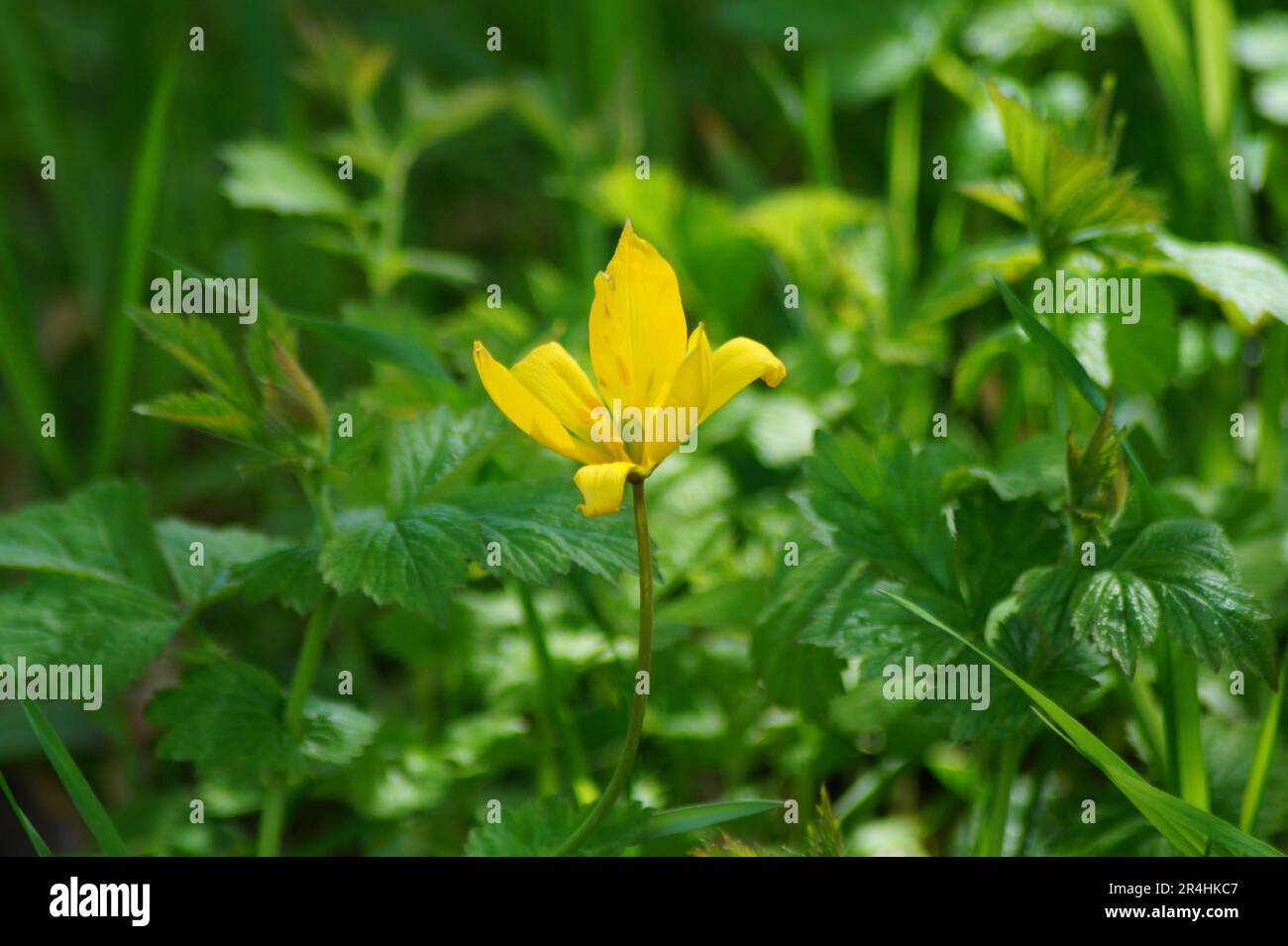 Closeup of a yellow tulip hi-res stock photography and images - Alamy